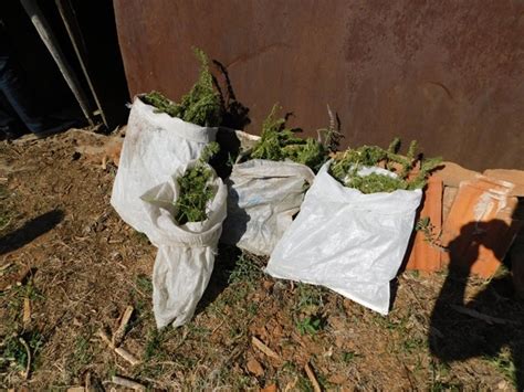 Мащабна акция срещу наркодилъри във Видин четирима са задържани