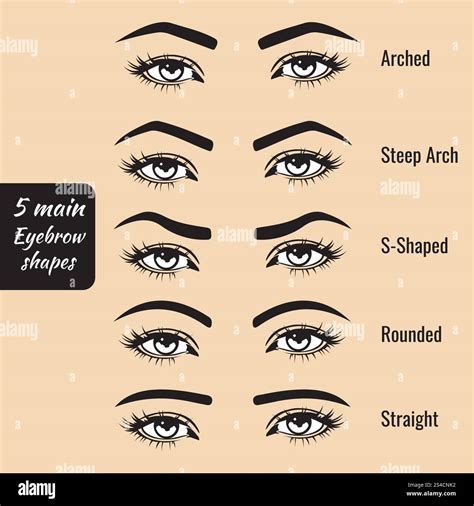 Eyebrows Chart Guide For Your Brows Different Types Of