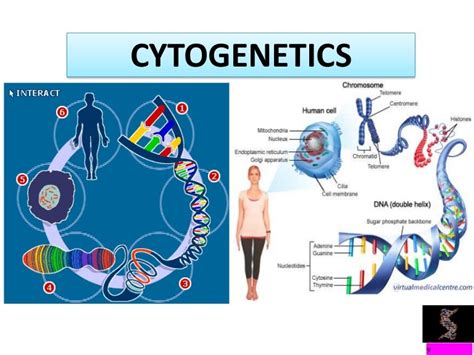 Introduction To Basic Cytogenetics By Tanzeel Rehman