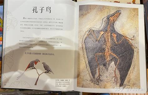1993年，辽宁省北票市上园镇四合屯发现孔子鸟化石 知乎