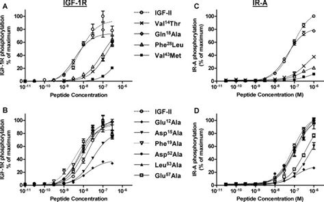 Activation Of The Igf 1r And Ir A By Igf Ii And Igf Ii Analogues P6