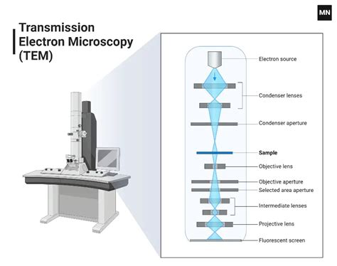 Epi Fluorescence Microscopy Principle Parts Steps Uses Biology Notes Online
