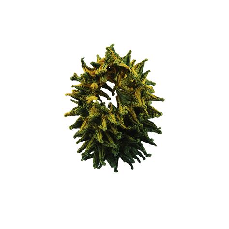 Aloe Pine Mini Fuguku