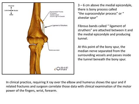 Median Median Anatomy Carpal Tunnel Syndromepptx