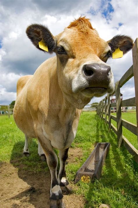 Cow Stock Image Image Of Field Cattle Dairy Bovine