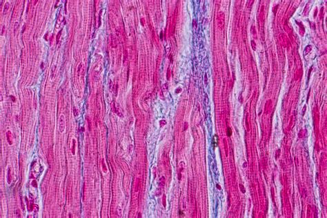 Thymosin Beta 4 Peptide And Cardiac Regeneration