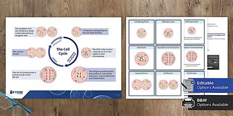 Editable Aqa Gcse Make A Cell Cycle Model Teacher Made