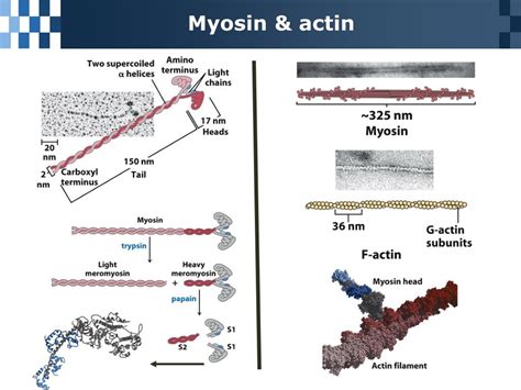 Ppt Chapter 5 Protein Function Powerpoint Presentation Free Download