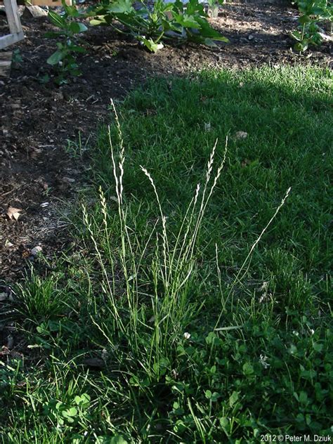 Lolium Perenne Perennial Ryegrass Minnesota Wildflowers