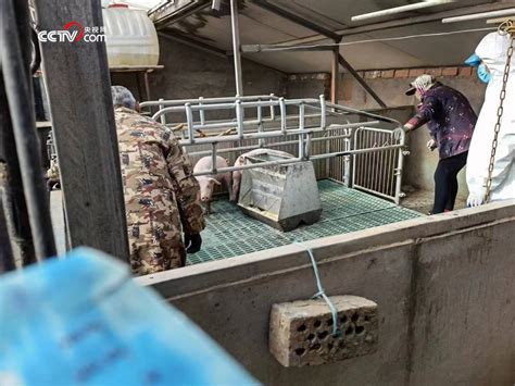 Их Ус сумын мал аж ахуйн салбарт хийгдэж буй ажил Монгол 央视网