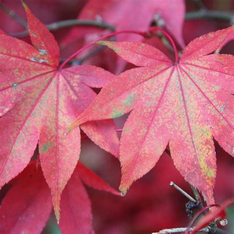 Acer Palmatum Ōsakazuki Japanese Maple Syn Acer Palmatum