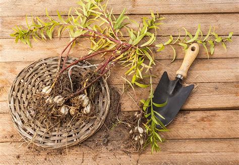 Best Tips For Successful Lilies Propagation A Comprehensive Guide