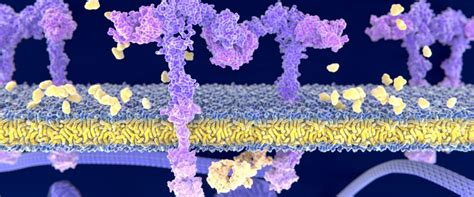 The Process Of Peptide Synthesis A Comprehensive Guide To Understanding Peptides
