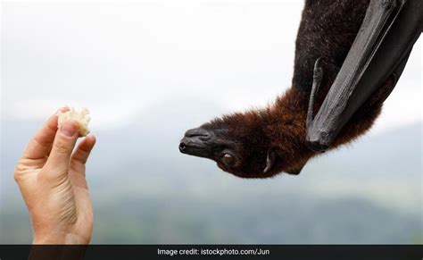 क्‍या है वायरस और चमगादड़ों का संबंध निपाह वायरस और Bats से जुड़े 10