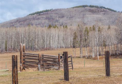Canadian Cattle Loading Ramp Stock Image Image Of Mixed Pasture 149476831