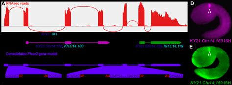 Rnaseq Reveals Cryptic Exons In An Updated Phox2 Gene Model 648 A