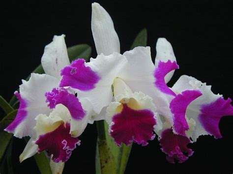 Mem Dr Peng Deep PrÉ Adulta