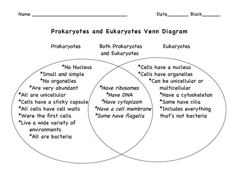 Eukaryotic Vs Prokaryotic Venn Diagram Wiring Site Resource