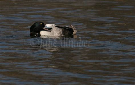 Lesser Scaup Window To Wildlife Photography By Jim Edlhuber