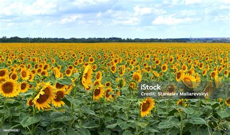 하늘 배경에 해바라기 밭 밝은 노란색 오렌지 해바라기 꽃입니다 화창한 여름날 들판의 아름다운 시골 풍경 농장 들판에 아름 다운 해바라기입니다 경관에 대한 스톡 사진 및 기타