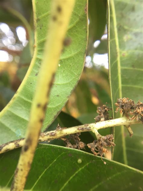 Conversionv2 Instance Segmentation Dataset By Anirudh Srinivasan