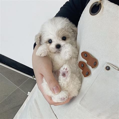 파티토이푸들 왕자님 분양 크림이 말티푸분양 분양중인 말티푸 아가댕