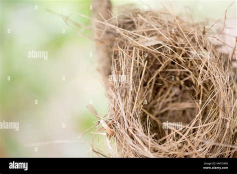 Empty Bird Nest With Tree Branches Stock Photo Alamy