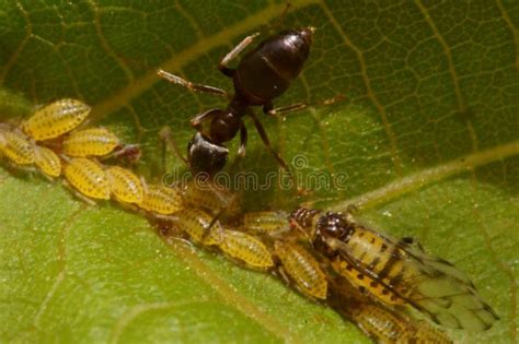 The Symbiotic Relationship Between Ants And Aphids Macro Photography