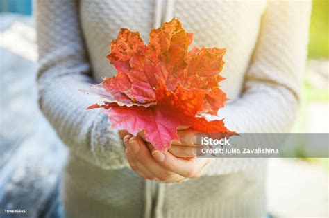 정원이나 공원에서 흐린 녹색 배경에 빨간 주황색 단풍 잎을 들고 있는 여성의 가을 을 클로즈업 자연 가을 보기 10월에 대한 스톡 사진 및 기타 이미지 Istock