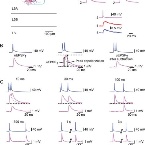 Example Of Short Term Synaptic Plasticity Between Excitatory Neurons In