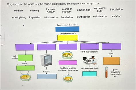 Drag And Drop The Labels Into The Correct Empty Boxes
