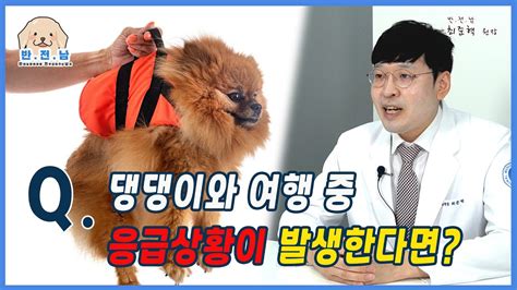 반전남2 반려견과 여행 중 응급상황이 발생한다면 Youtube