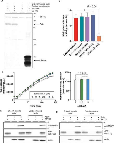 The Huntingtin Interacting Protein Setd2 Hypb Is An Actin Lysine Methyltransferase Abstract