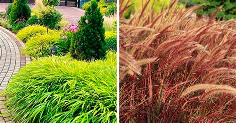 15 Beautiful Ornamental Grasses To Spruce Up Your Yard Bored Panda
