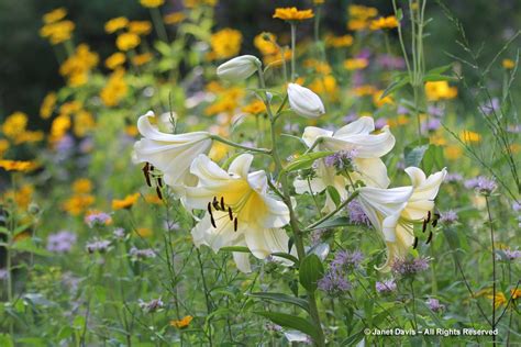 Lilium Conca DOr Orienpet Hybrid Lily Janet Davis Explores Colour