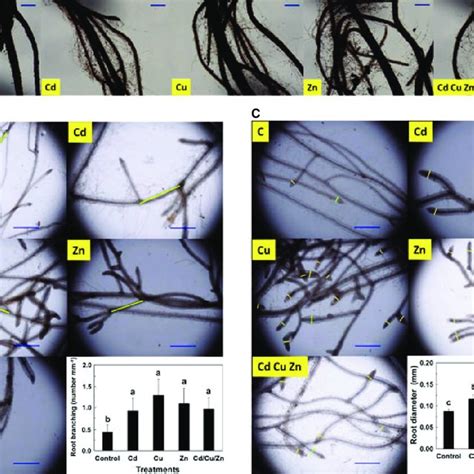 A Root Hairs Density B Root Branching And C Root Mean Diameter Download Scientific
