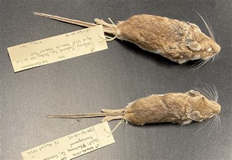 Lab 10 Coast Range Vertebrates Ii Flashcards Quizlet