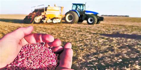 Протравители семян зерновых: игра стоит свеч? — ASM-AGRO