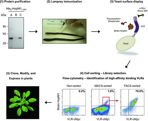 Variable Lymphocyte Receptors As Tools To Target Plant Expressed Download Scientific Diagram