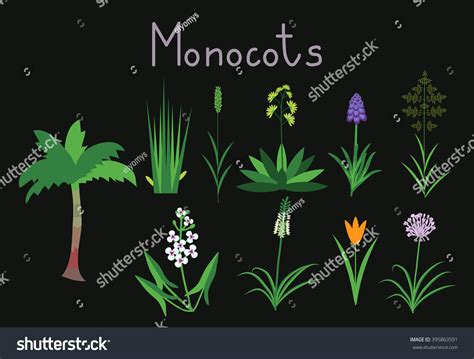 Monocot Plants