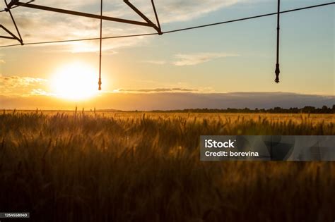 Sistem Irigasi Hujan Buatan Di Atas Ladang Gandum Matang Saat Matahari