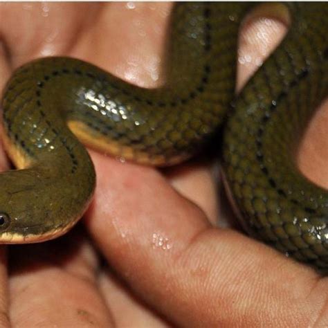 Jual Ular Kadut Sawah Hidup Tidak Berbisa Jinak Termurah Kab Banyumas Viakebutuhankita