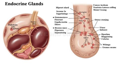 Cross Section Illustrations Of Human Tissue And Glands On The Left Internal Structures Stock