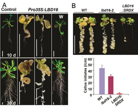 植物所发现植物离体再生中控制愈伤形成的关键因子 中国科学院
