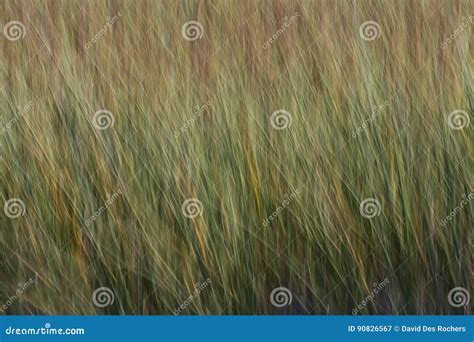 Wind Blown Grass Stock Image Image Of Meadow Blown 90826567