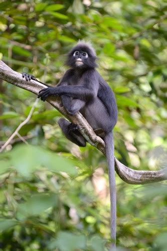 Subspecies Trachypithecus Obscurus Carbo · Inaturalist