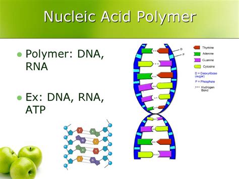 Organic Compounds Bio Cp Ppt Download