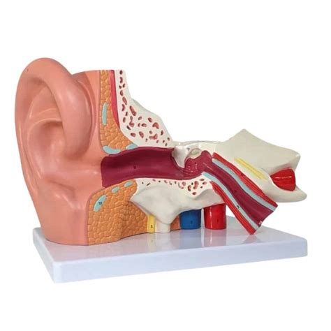 Human Ear Model