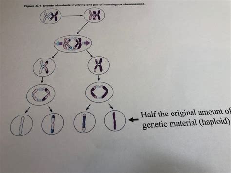 Events Of Meiosis Involving One Pair Of Homologous Chromosomes Diagram