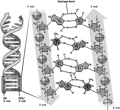 1 Chemical Formulas Of Dntps And Ddntps A Deoxynucleotides Dntps Download Scientific